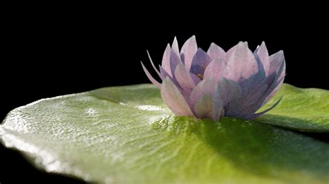Lily Pad With Flower 3d Model Cgtrader