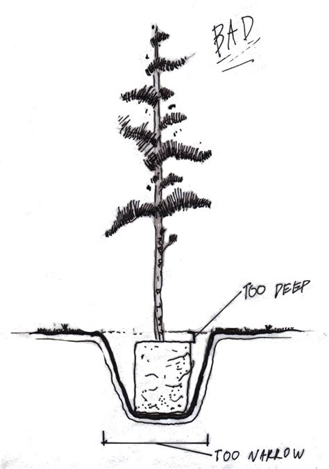 A Concise Guide To Planting Any Tree PLANT WISDOM A HORTICULTURE SALON
