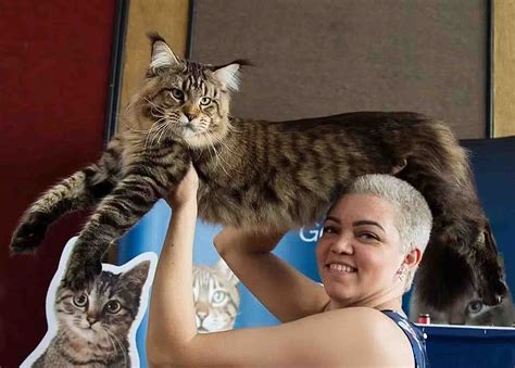 Worlds Buffest Cat