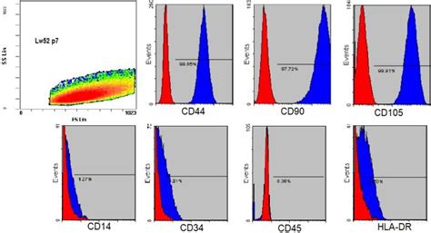 Expression Of Mesenchymal Stem Cell Markers On The Isolated Cells The