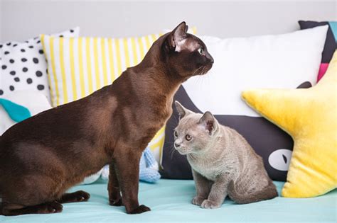 두 마리의 고양이 아버지와 아들 고양이 갈색 내부에 나무와 어두운 배경에 흰색 벽돌 벽과 벽난로에 나무 바닥에 큰 녹색 눈을
