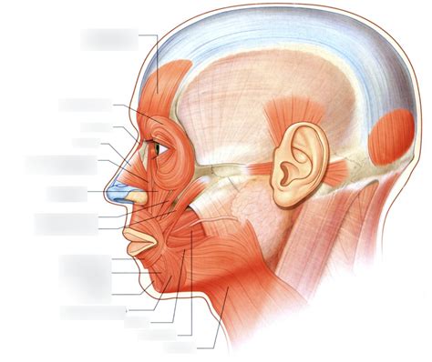 Diagram Of Muscles Of The Face Part 2 Quizlet