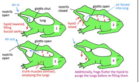 Evolution Of The Respiratory System Flashcards Quizlet
