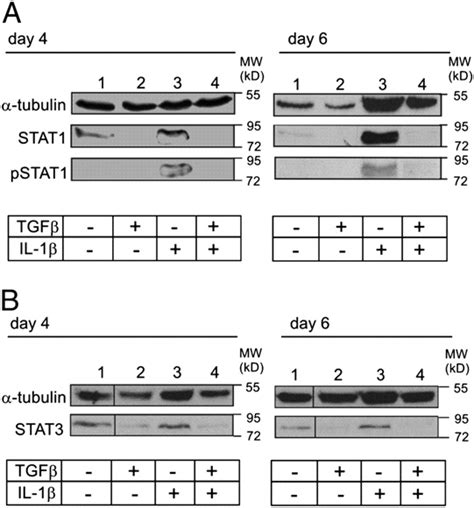 Il 1b And Tgf B Counteract Each Other In Induction Of Stat1 And Stat3