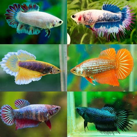 Betta Siamese Fighting Fish Premium Assorted Female Aquarium