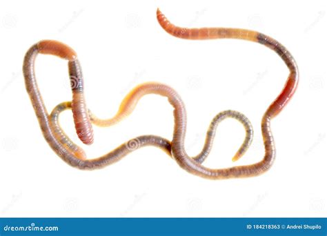 Earthworms Isolated On A White Stock Image Image Of Lure Crawling