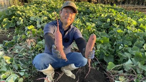 A Man Kneeling On Top Of A Pile Of Dirt In A Field With Green Plants