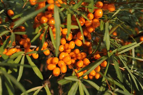 Sea Buckthorn Oil Face Benefits At Nadine Boeding Blog