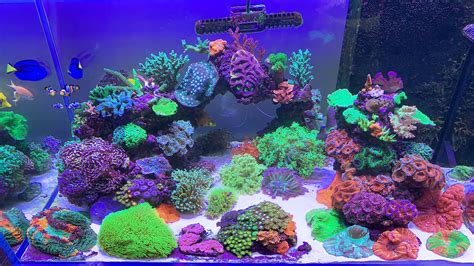 Beginner Topic Introduction To Flow Tank Turnover And Powerheads For The Reef Tank Part 3