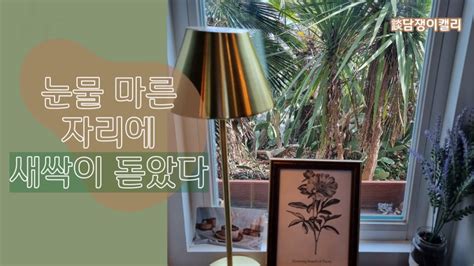 오디오북 눈물 마른 자리에 새싹이 돋았다 담쟁이캘리 글쓰기 일상 Youtube