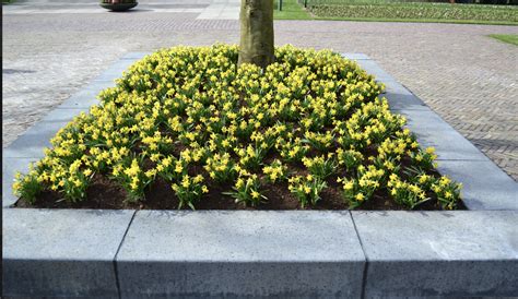 Daffodil Flowers Planting Growing And Caring For Daffodils