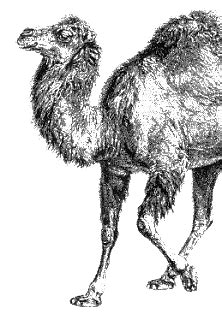 The Perl Programming Language What Is It What Is It For How It Works Progressive Perl