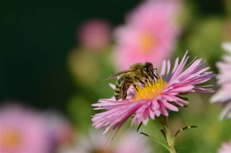 Aster Honeybee Pollination Free Photo On Pixabay