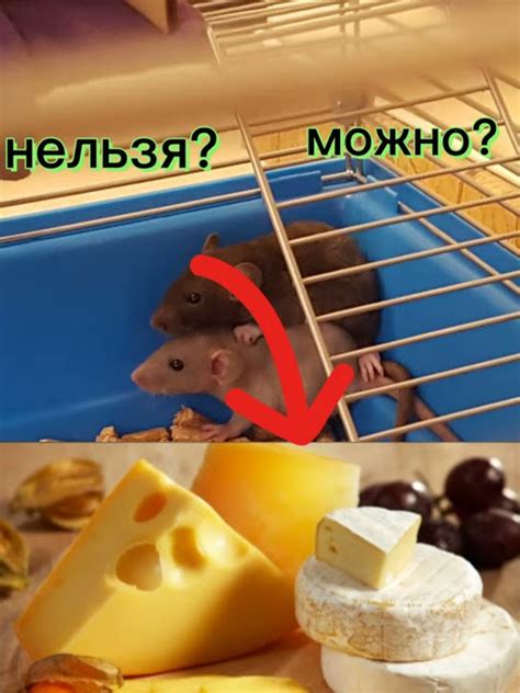 чем можно кормить крыс Youtube