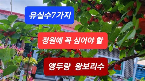 정원에심어할 유실수 YouTube