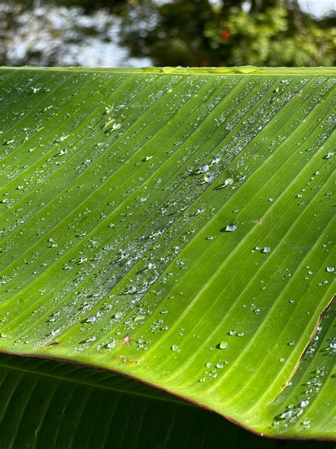Distrito Distrito Caribe De Conservación De Suelos
