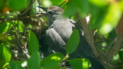 Gray Catbird Nest Uncut Hd 1080p Youtube