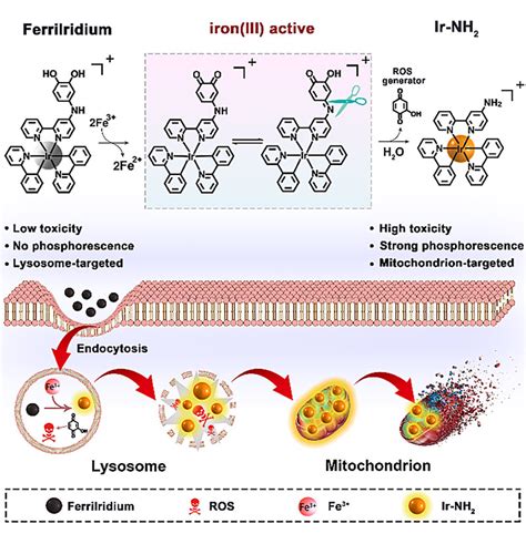 Angew Chem：feiii激活的溶酶体靶向铱iii前药用于胃癌诊疗 X Mol资讯