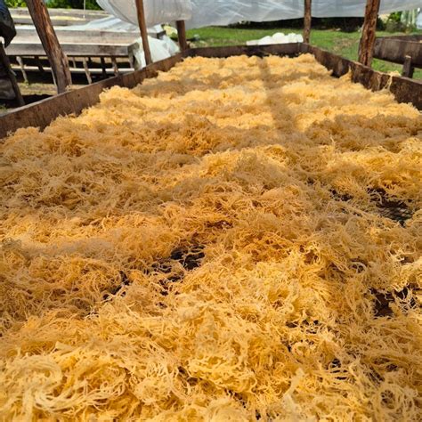 Buy Wildcrafted St Lucia Sea Moss In Bulk Sunflower Wellness Inc