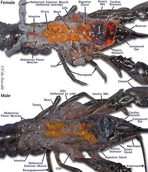 Biology Corner Crayfish Dissection At Timothy Beck Blog