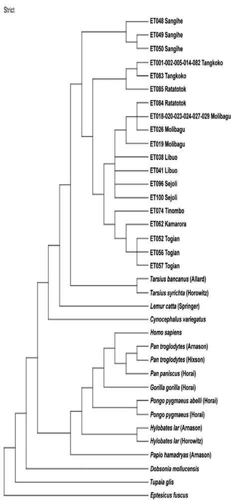 Broad Scale Phylogenetic Analysis—strict Consensus Tree Download
