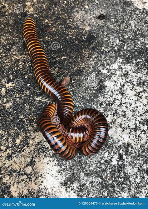 Millipedes Are Mating Stock Image Image Of Biological 120004475