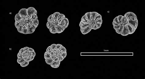 Foraminifera Microscope