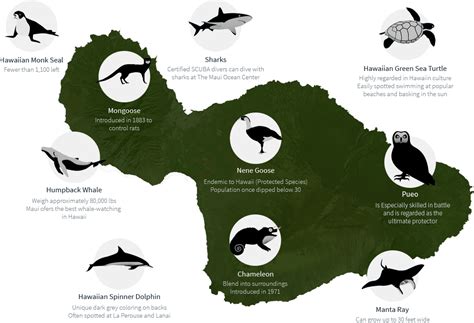 Hawaii Flora And Fauna