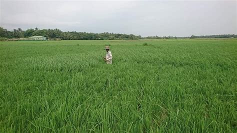 ရခိုင်ပြည်နယ်တွင် မိုးစပါးစိုက်ဧကလျော့နည်းသဖြင့် ဒေသအတွင်းစားနပ်ရိက္ခာ ဖူလုံရေး ထိခိုက်နိုင