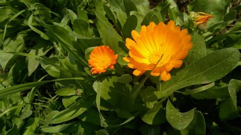 اقحوان Plants Garden