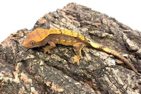 Pinstripe Crested Gecko Info Pictures And Care Guide For Beginners