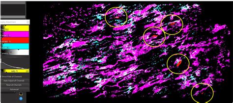 problems analyzing cellular environments with parasites using cytomap
