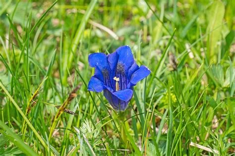 300+ Free Német Fransen Gentian & Gentian Images - Pixabay