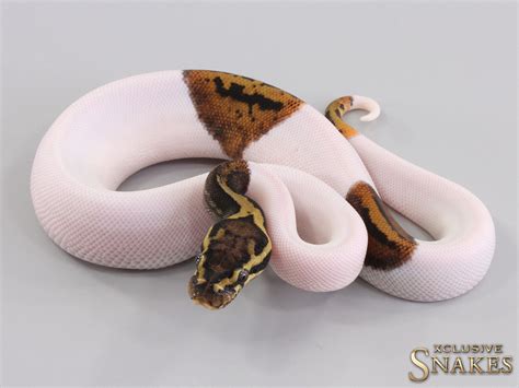 Confusion Piebald Ball Python By Xclusive Snakes Morphmarket