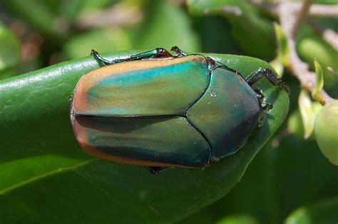Scientists Decipher The Nanoscale Architecture Of A Beetles Shell