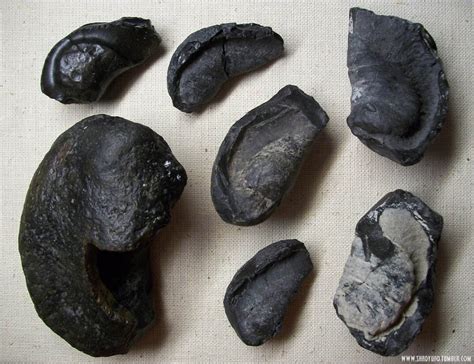 Bones Art And Nature Fossilized Whale Ear Bones Im Thinking The