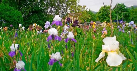 Iris Gärtner Aus Leidenschaft Seit 20 Jahren Gibt Es Den Irisgarten In Wehr Wehr Badische