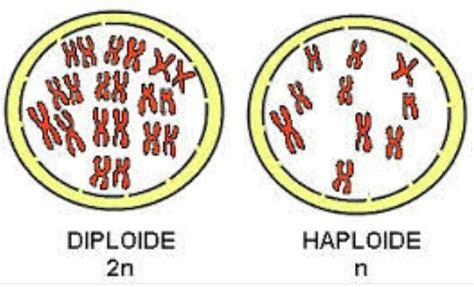 Las Células Diploides Se Producen Al Finalizar El Proceso De Mitosis