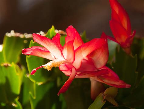 Estrella De Navidad Rojo Foto Gratis En Pixabay Pixabay