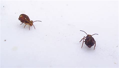 Entognatha