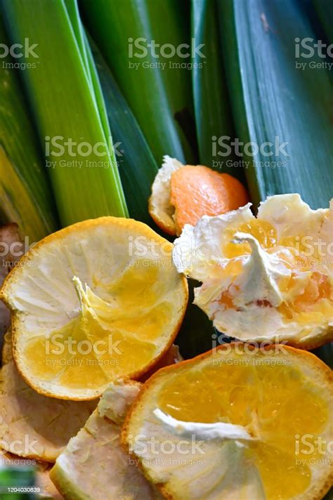 재활용을 위해 유기 성 폐기물이있는 바이오 용기에 들어갑니다 가정 생활에 대한 스톡 사진 및 기타 이미지 가정 생활 가정 주방 가정용 장비 Istock