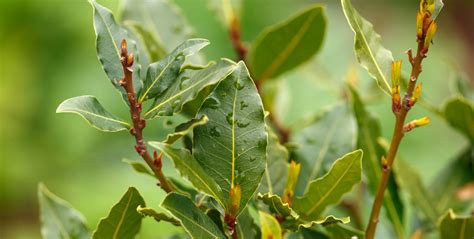 ローレルリーフエッセンシャルオイルlrl 50ml Herbalindex Herbal Index（ハーバルインデックス）｜アロマ精油・オーガニックスキンケア