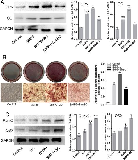 β Catenin Augments Bmp9 Mediated Late Stage Of Osteogenesis In