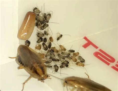 Do Cockroaches Lay Eggs When Killed Apb