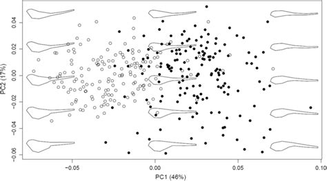 the first two principle components of geometric morphometric analysis
