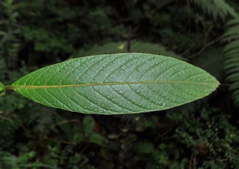 Bertiera Rufa [espèce] Images