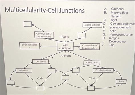 Solved Multicellularity Cell Junctions A Cadherin B