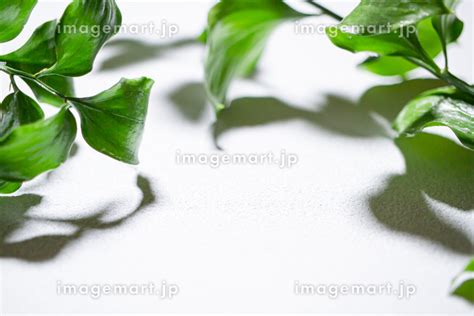 植物と影の背景素材 白バック 223778142 イメージマート