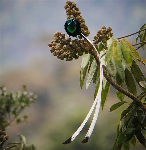 Birds Of The World Ribbon Tailed Astrapia