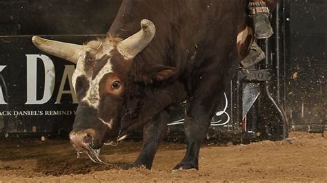 The Professional Bull Rider S Toughest Bulls